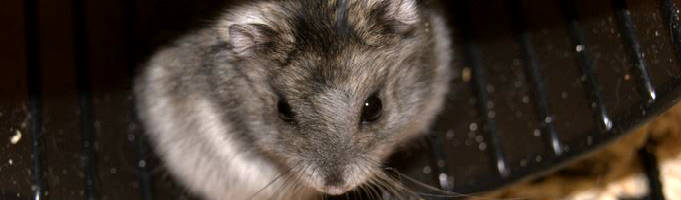Hamster Hybrids - Mammalian Hybrids Online