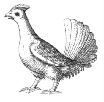 Chicken-duck Hybrids: Fact or fiction?