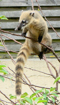 Virginia Opossum × Coatimundi - Mammalian Hybrids