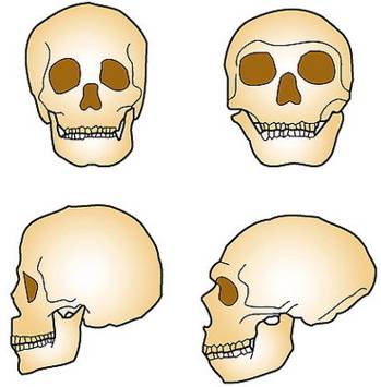 Homo neanderthalensis - Online Biology Dictionary