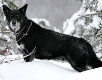 Dog × Golden Jackal - Mammalian Hybrids