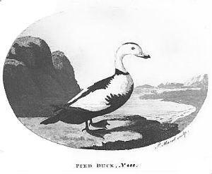 Labrador Duck - Not extinct after all?
